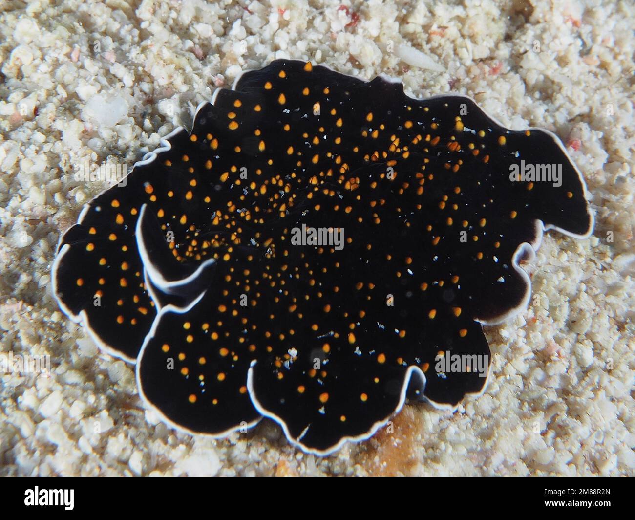 Starry sky flatworm hi-res stock photography and images - Alamy