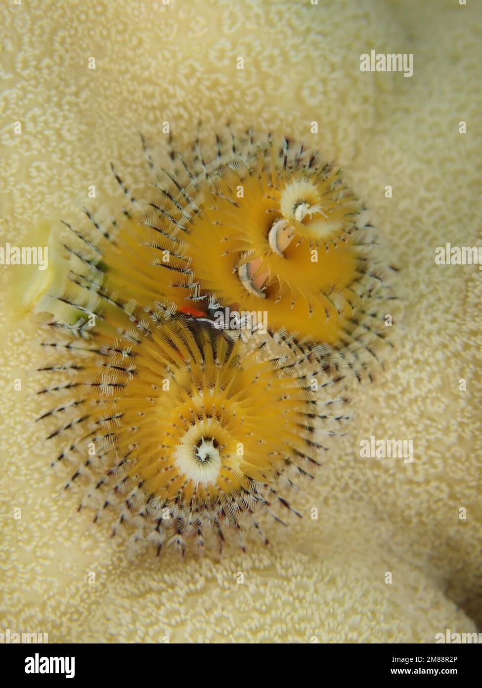 Yellow christmas tree worm (Spirobranchus giganteus) . Dive site St ...