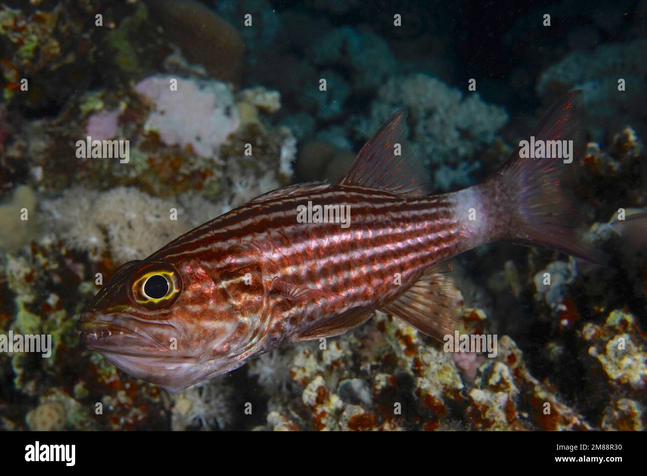 Largetoothed cardinalfish hi-res stock photography and images - Alamy