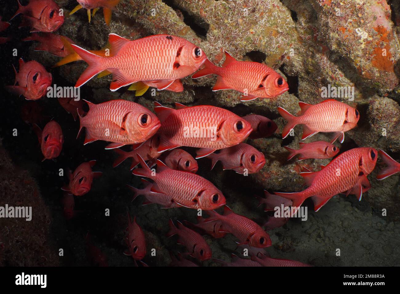 Group of white fringed soldierfish (Myripristis murdian) . Dive site ...