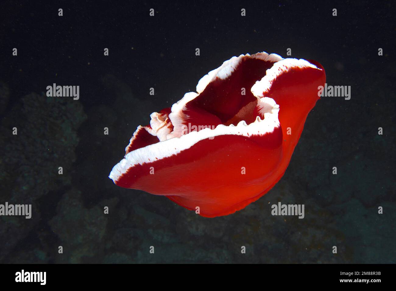 Spanish dancer (Hexabranchus sanguineus) at night. Dive site Abu Dabab ...