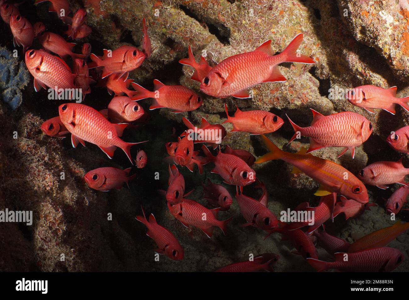 Group of white fringed soldierfish (Myripristis murdian) . Dive site ...