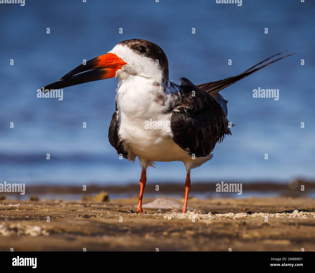 Black skimmer (rynchops niger) standing on beach in Florida, USA Stock ...