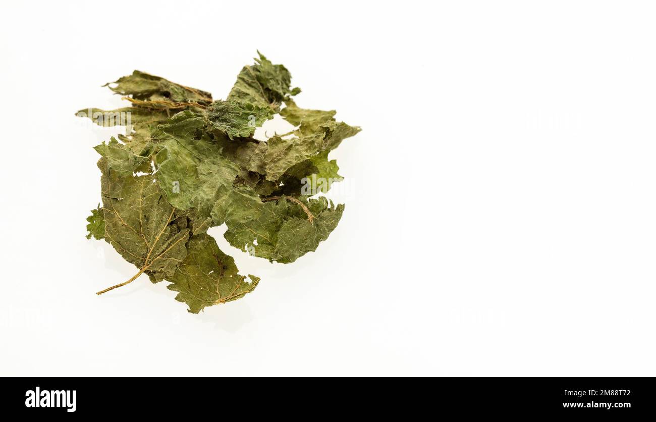 Urtica - Medicinal and organic dried nettle leaves Stock Photo - Alamy