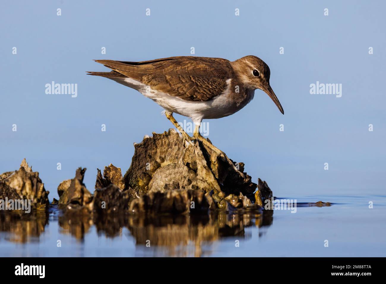 Adult Spotted sandpiper (actitis macularius) in non breeding plumage ...