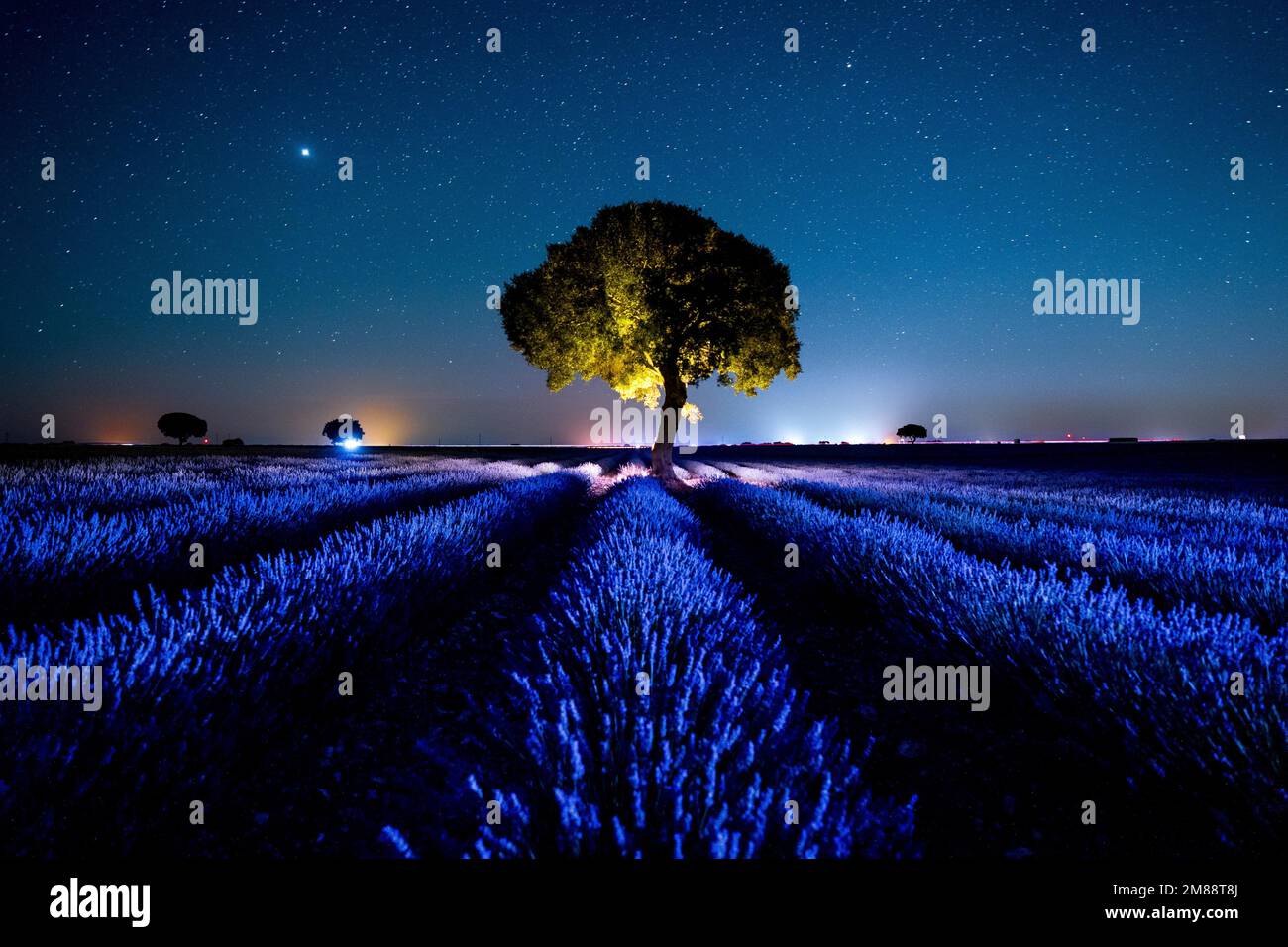 Milky Way in a summer lavender field with illuminated flowers, Brihuega ...