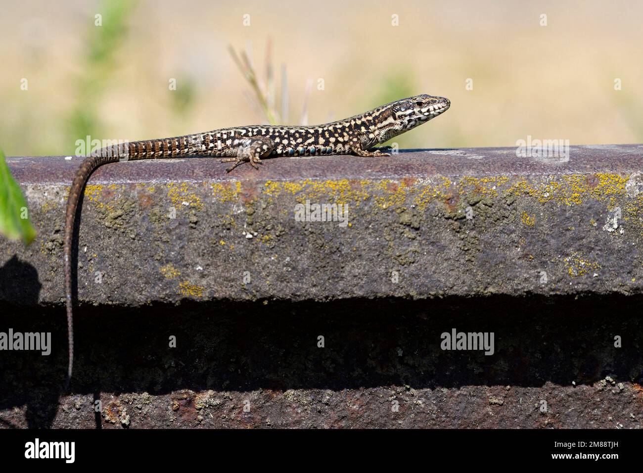 Common wall lizard (Podarcis muralis), sitting on a railway track ...