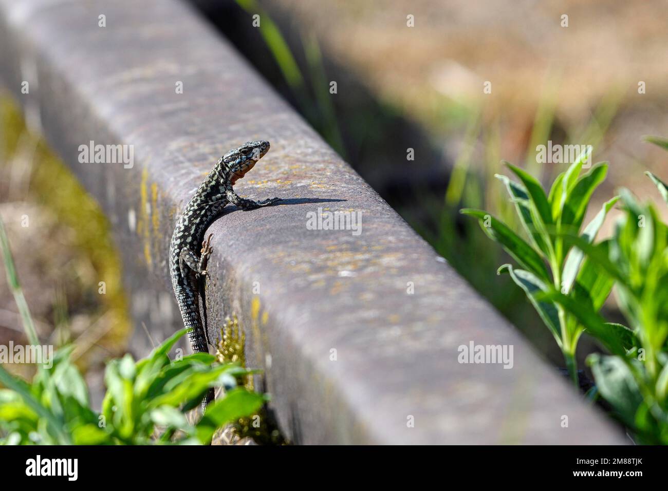 Common wall lizard (Podarcis muralis), sitting on a railway track ...