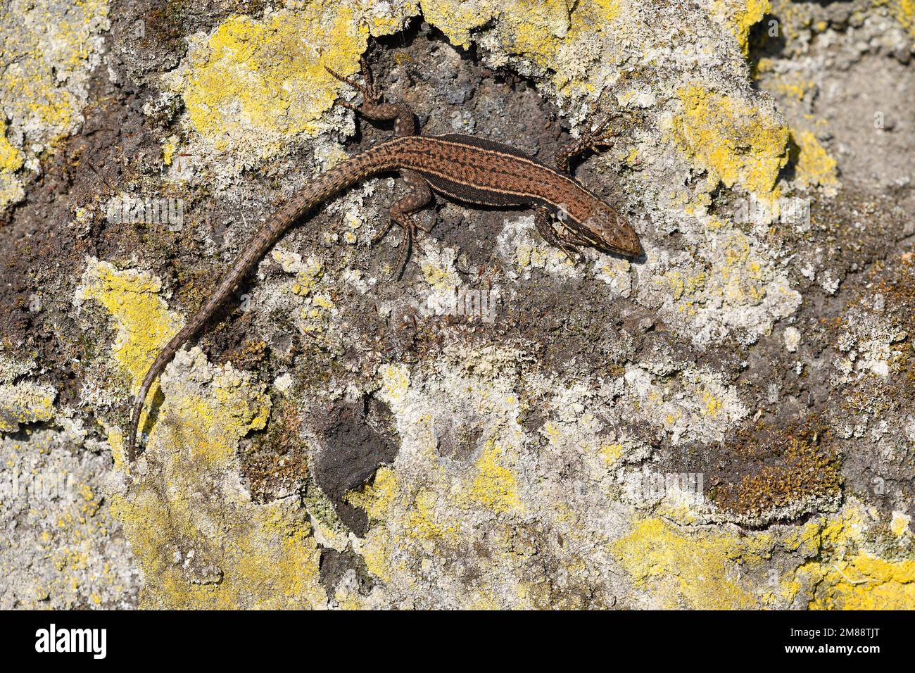 Common wall lizard (Podarcis muralis), during mating season, Duisburg ...