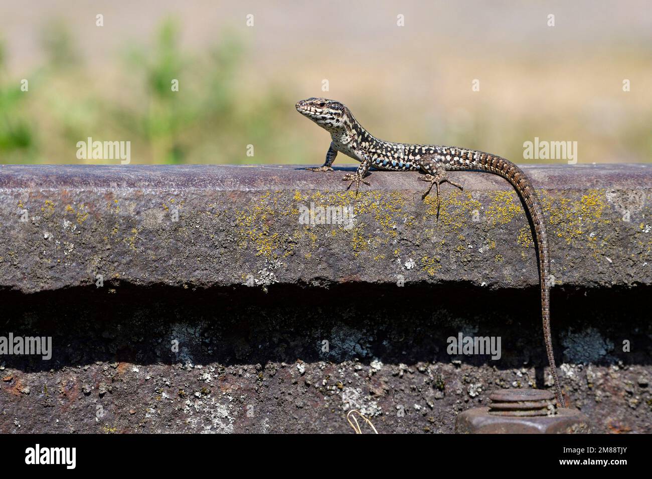 Common wall lizard (Podarcis muralis), sitting on a railway track ...