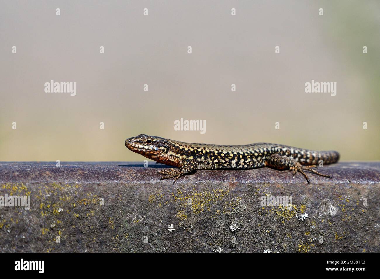 Common wall lizard (Podarcis muralis), sitting on a railway track ...
