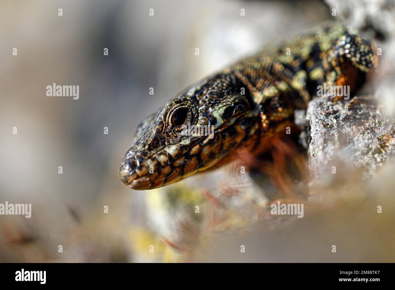 Common wall lizard (Podarcis muralis), during mating season, in hiding ...
