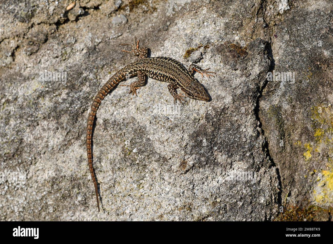 Common wall lizard (Podarcis muralis), during mating season, Duisburg ...