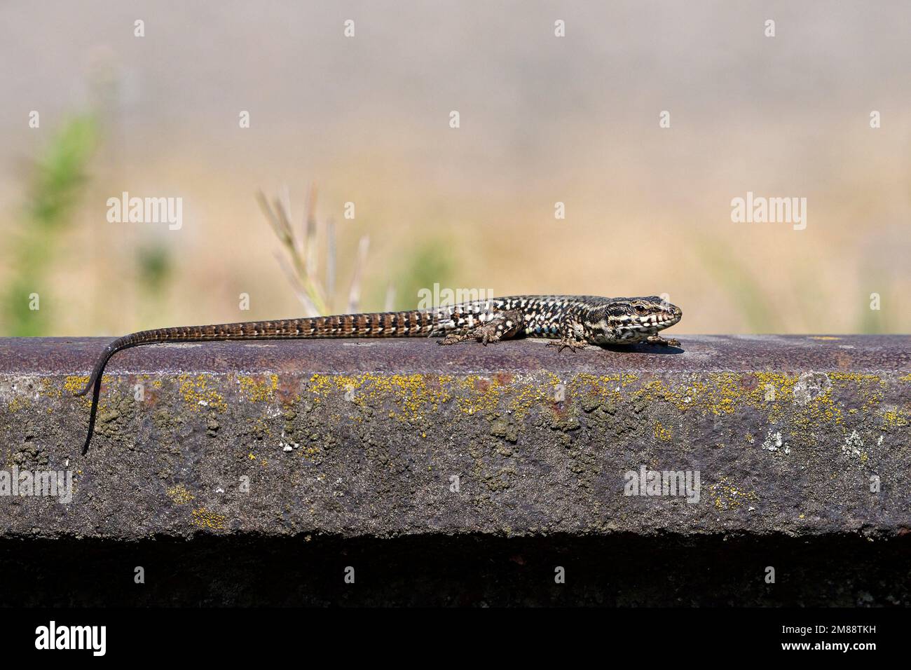 Common wall lizard (Podarcis muralis), sitting on a railway track ...