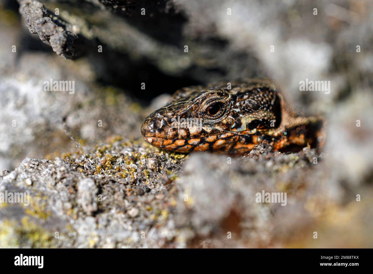 Common wall lizard (Podarcis muralis), during mating season, in hiding ...