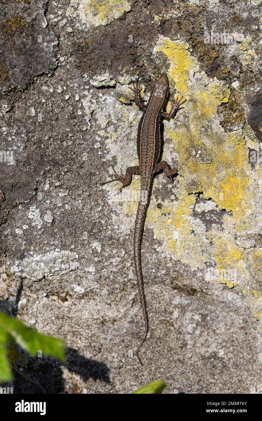 Lizard mating behavior hi-res stock photography and images - Alamy