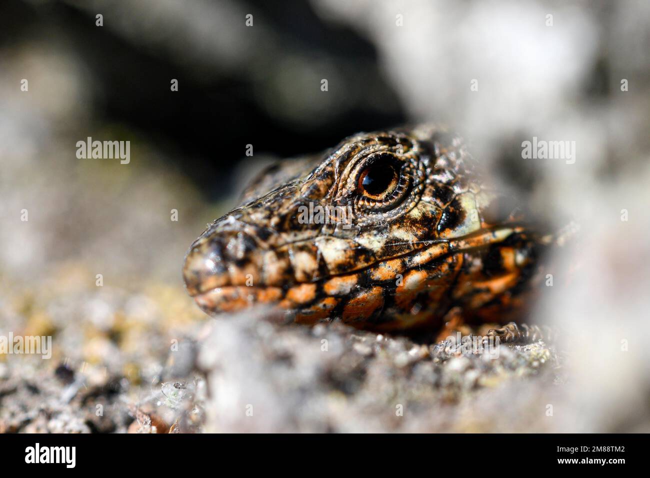 Common wall lizard (Podarcis muralis), during mating season, in hiding ...