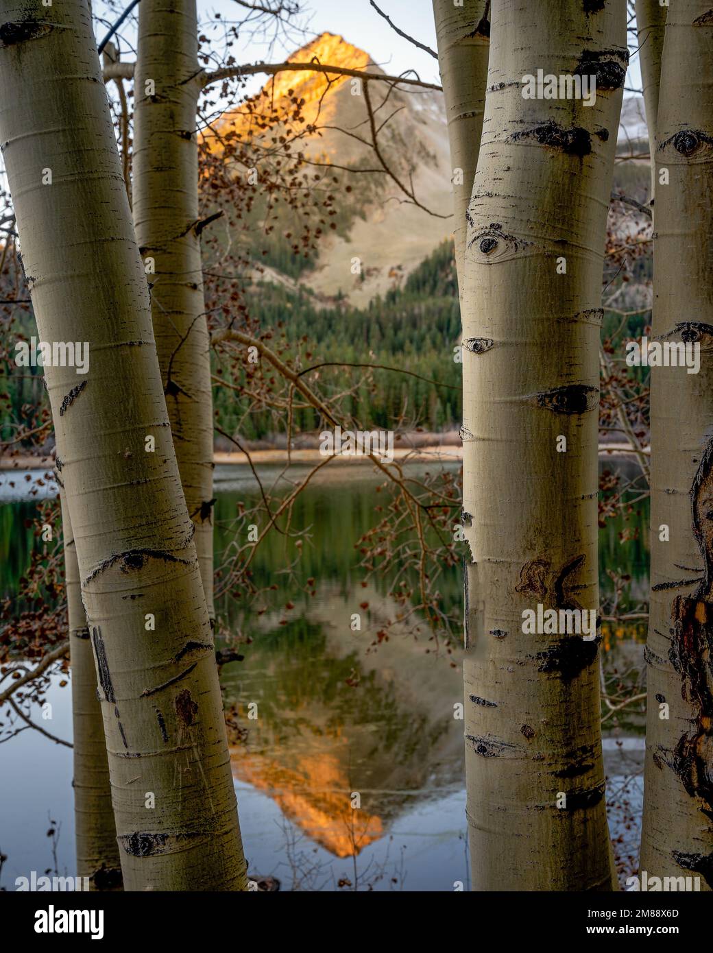 A breathtaking view through tree trunks on a reflection of East ...