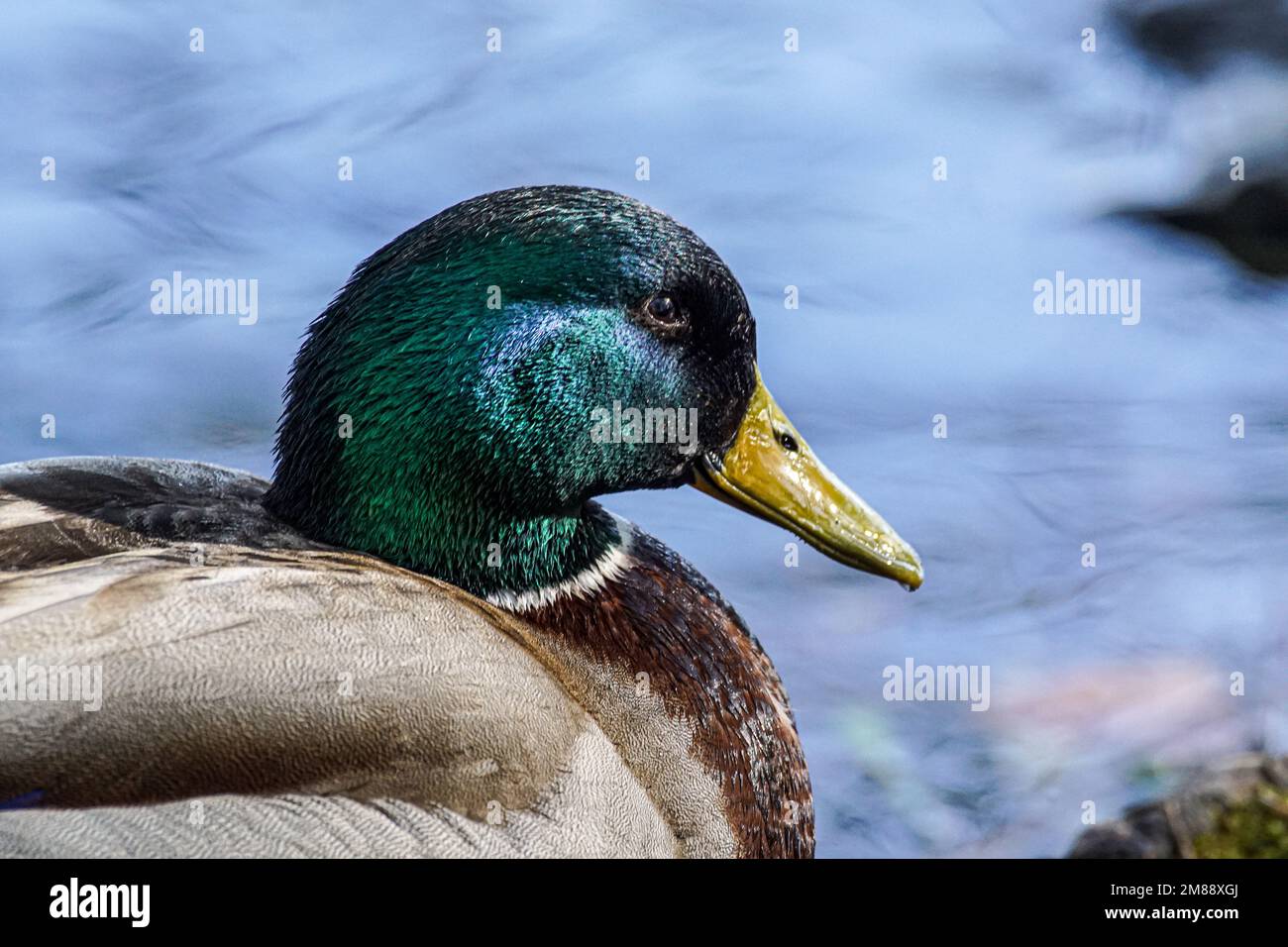 Close up of a duck against water Stock Photo - Alamy