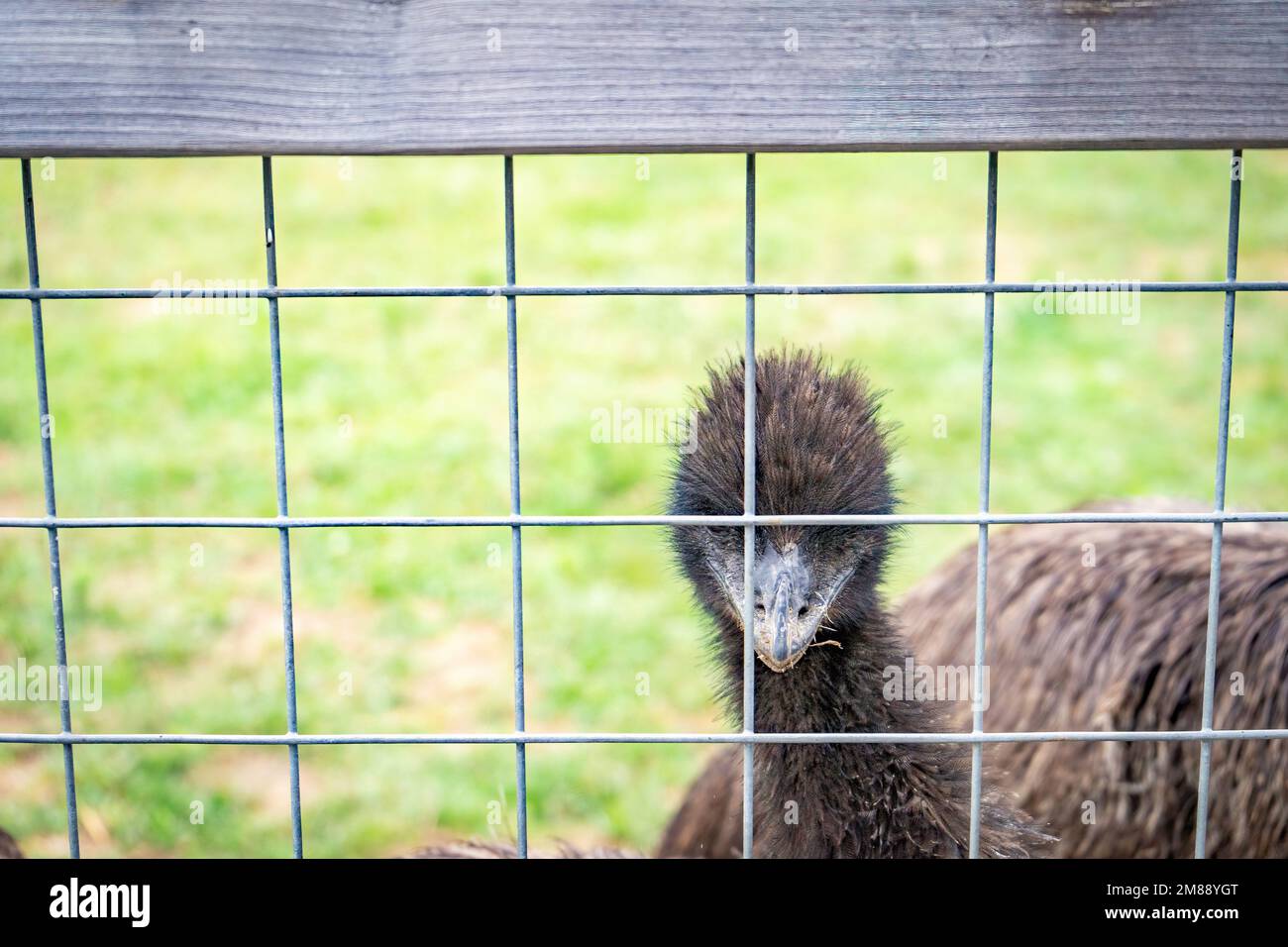 Emu fence hi-res stock photography and images - Alamy