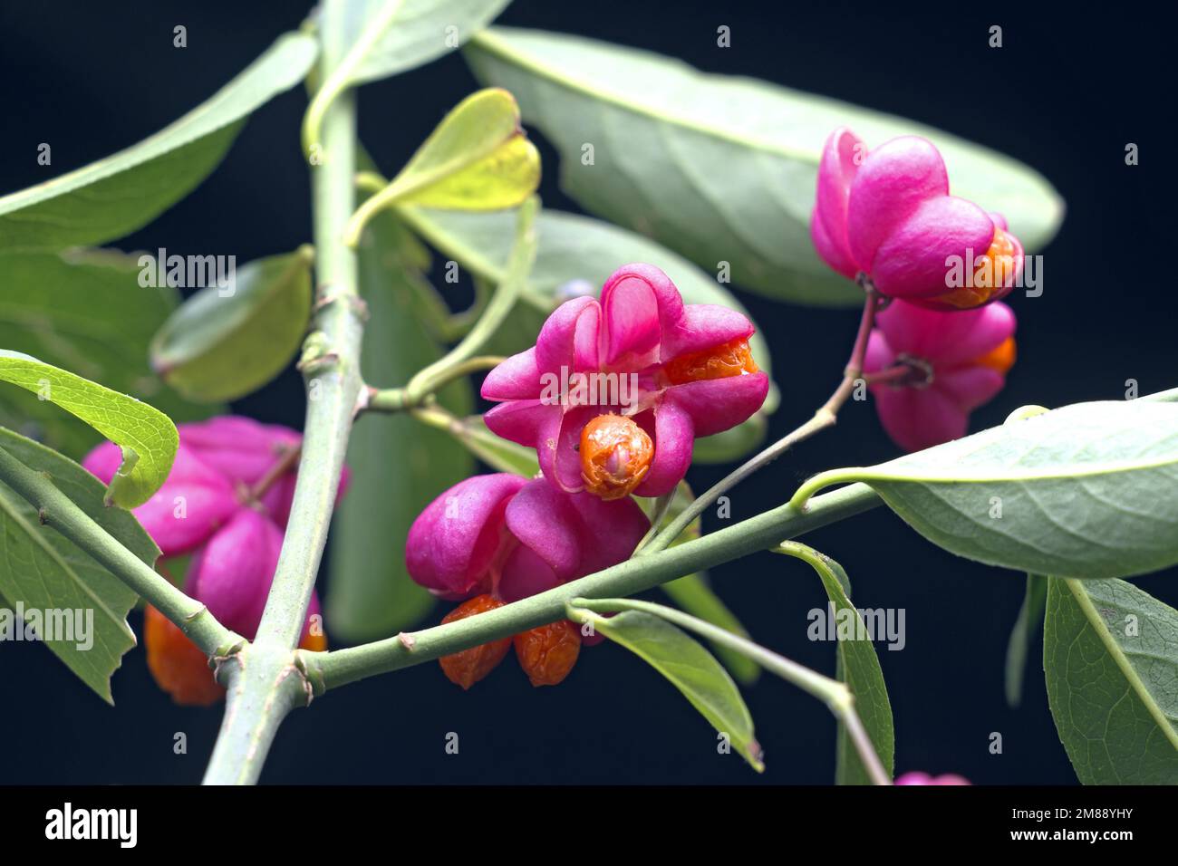 Common spindle bush, european spindle (Euonymus europaeus), fruits and ...