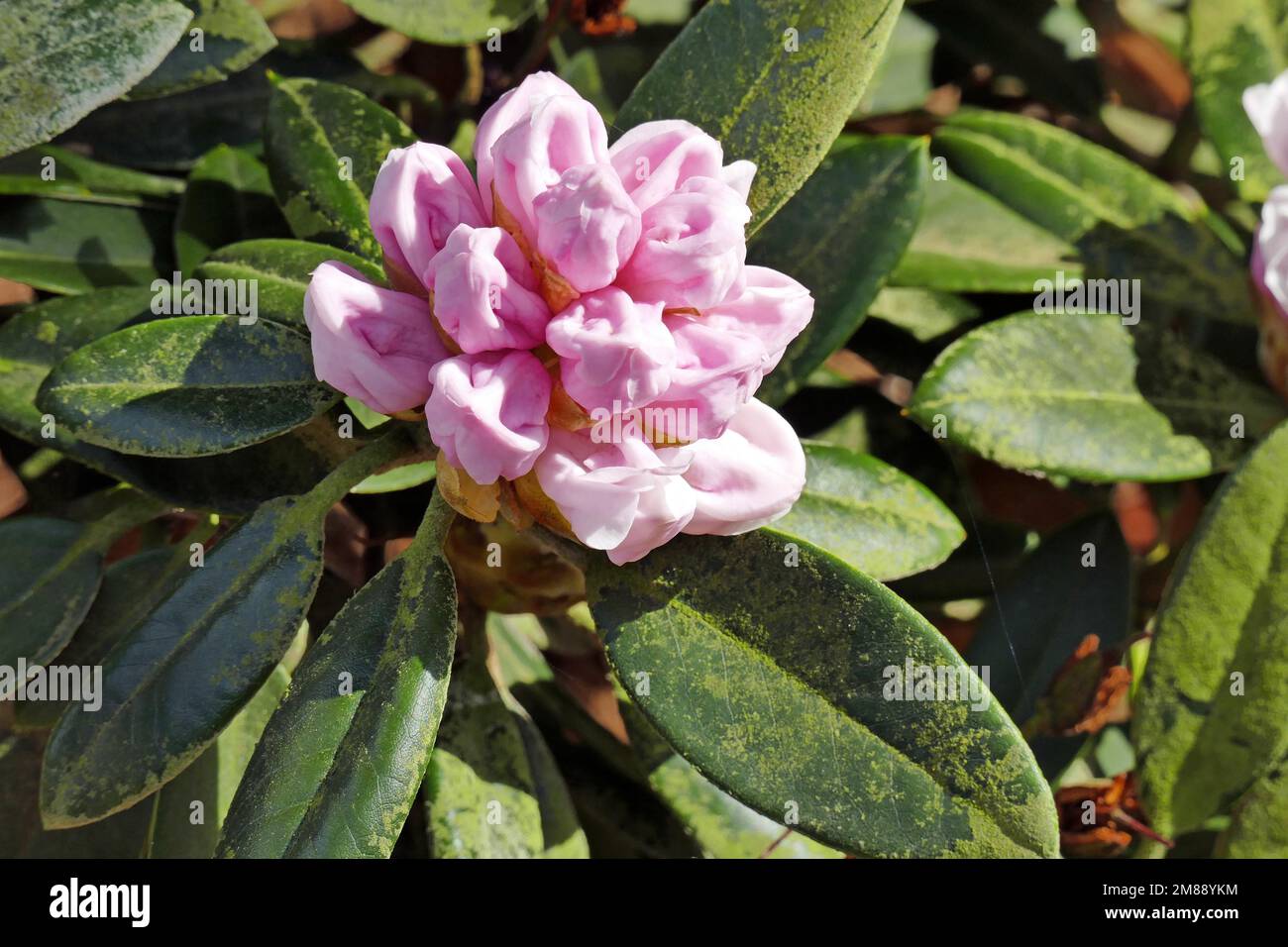 Flowering rhododendrons (Rhododendron), silver velour, spring in the ...