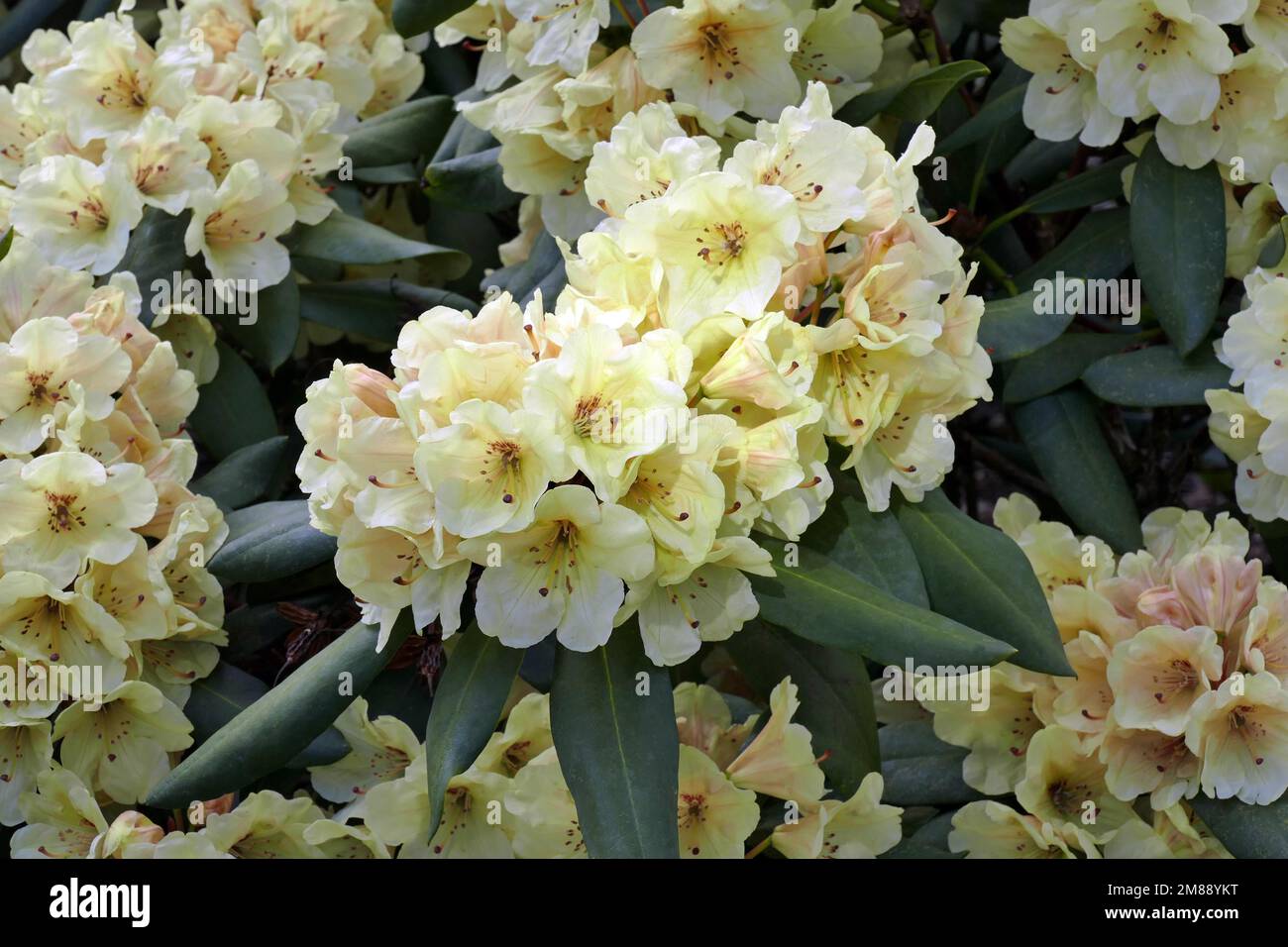 Flowering rhododendrons (Rhododendron), Wine Crest, Spring in the ...
