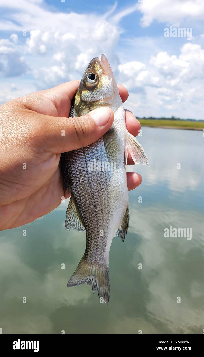 White Perch In Water