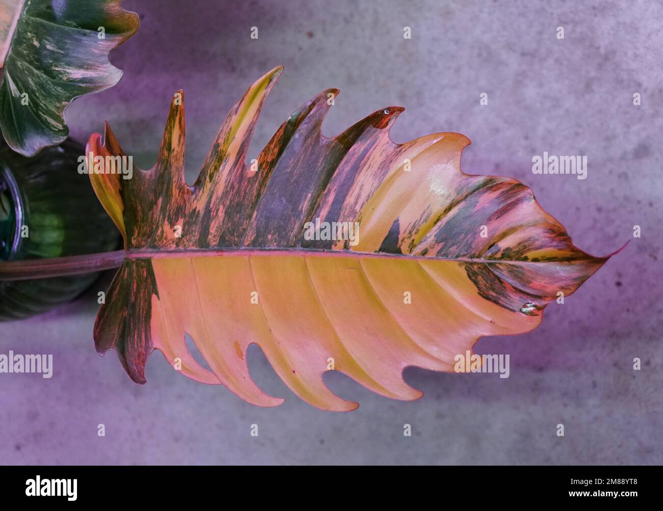 Stunning variegated leaf of Philodendron Caramel Marble, a rare and ...