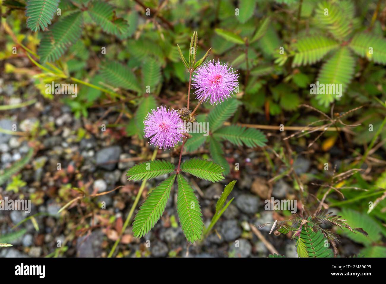 Mimosa pudica flower or putri malu in indonesia looks very beautiful ...
