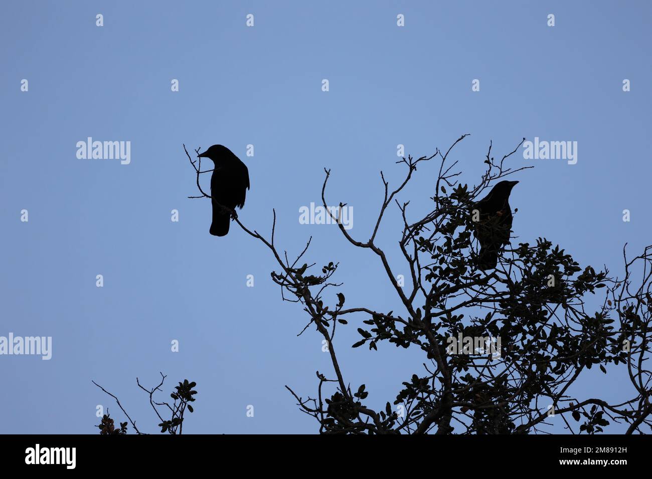 crow in tree Stock Photo - Alamy