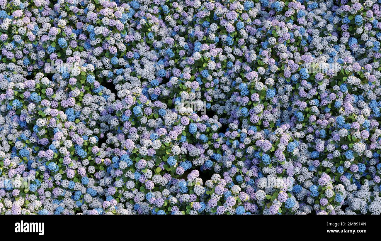 Top view of White Hydrangea flower blooming in field garden. 3d ...