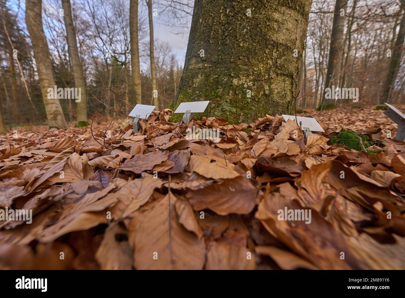 Dachsenhausen, Germany. 03rd Jan, 2023. Name tags stand on the trunk of ...