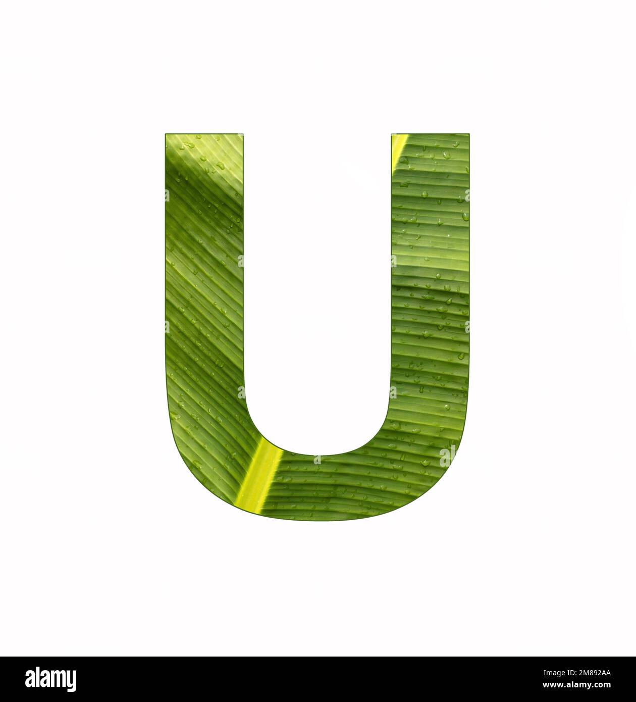 Alphabet Letter U - Banana plant leaf background Stock Photo - Alamy