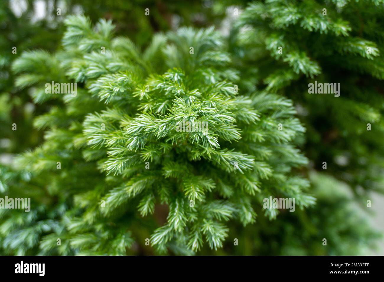 Green fir tree leaves on nature background close up Stock Photo - Alamy