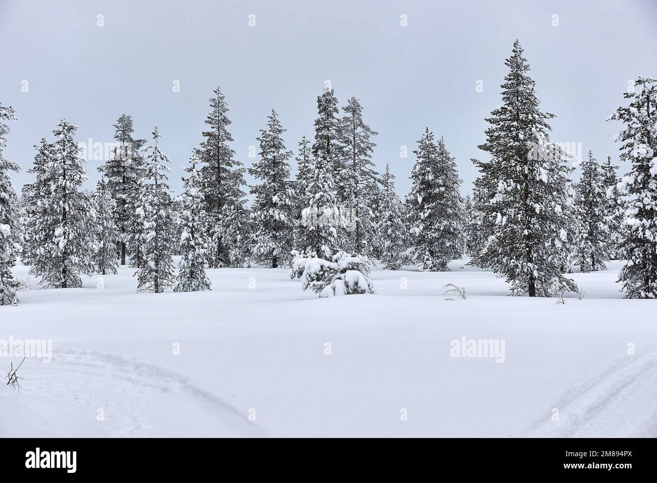 Northern winter forest hi-res stock photography and images - Alamy
