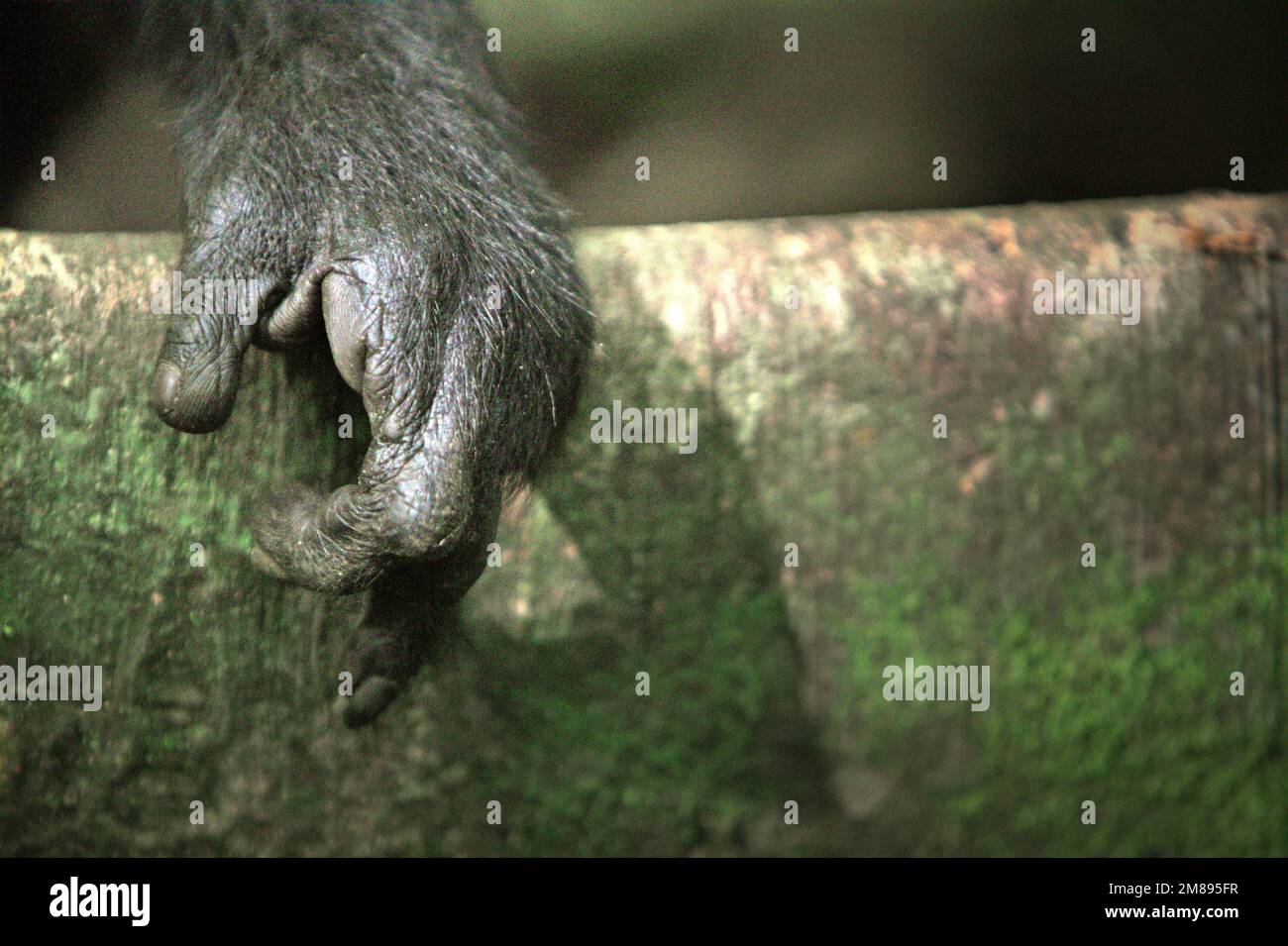 Hand of a Sulawesi black-crested macaque (Macaca nigra), an alpha male ...