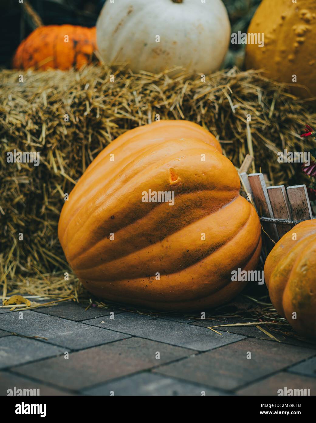 Various pumpkin shapes hi-res stock photography and images - Alamy