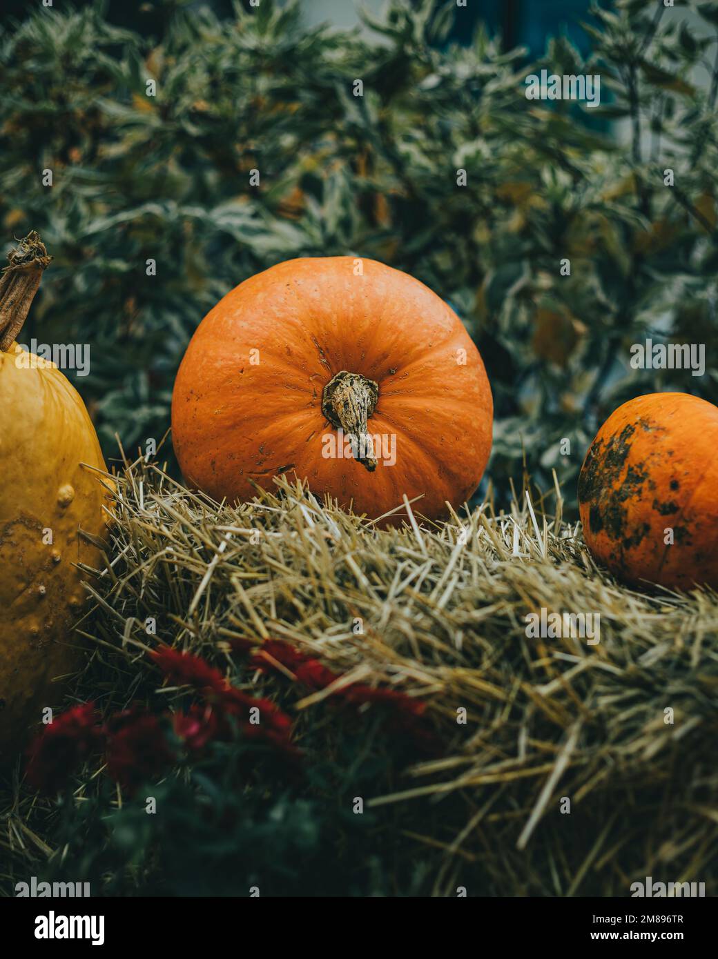 Various pumpkin shapes hi-res stock photography and images - Alamy