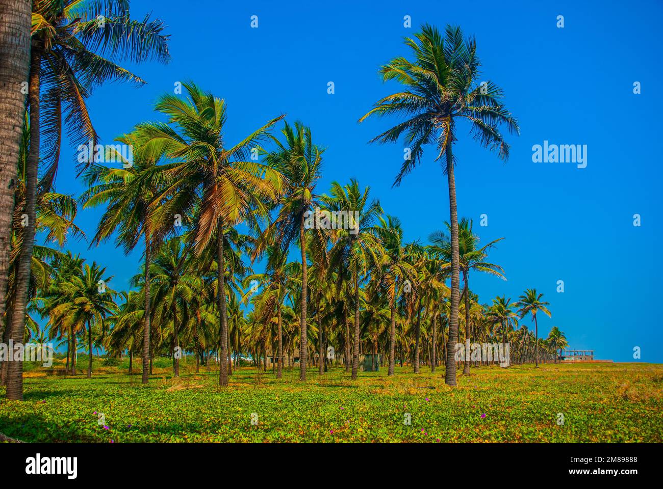 Chennai trees hi-res stock photography and images - Alamy
