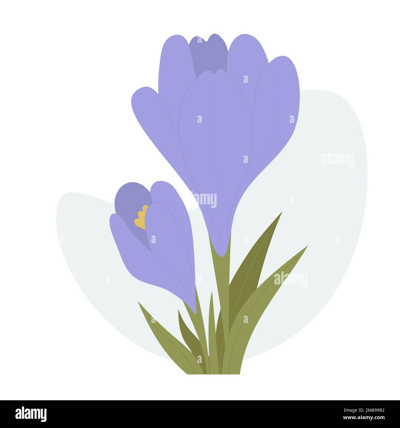 Crocus flower. First spring blooming purple saffron with leaves. Vector ...