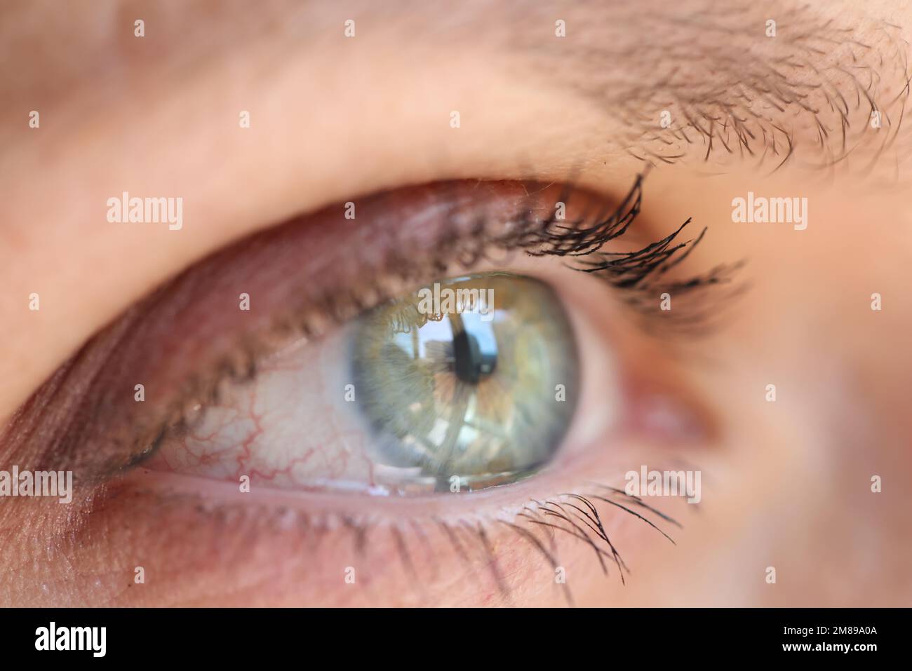 Green iris shot with reflection from window Stock Photo - Alamy