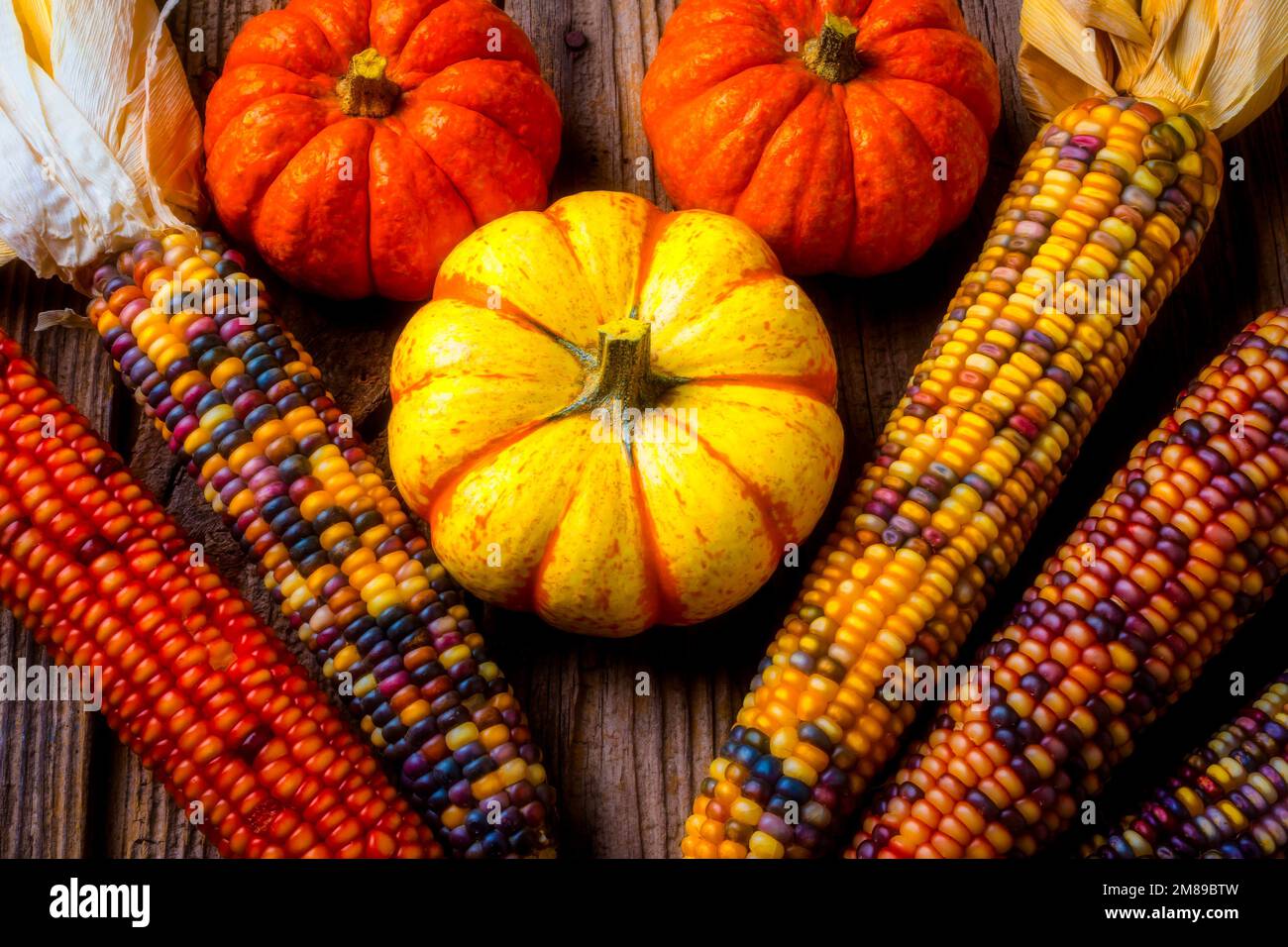 Indian Corn And Mini Pumpkins Stock Photo - Alamy
