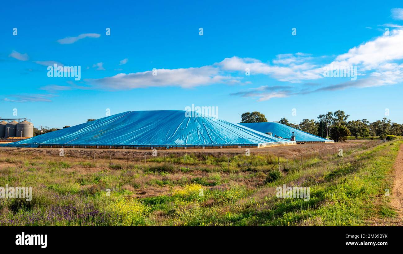 Large plastic-covered Graincorp grain or wheat bunkers, close to the ...