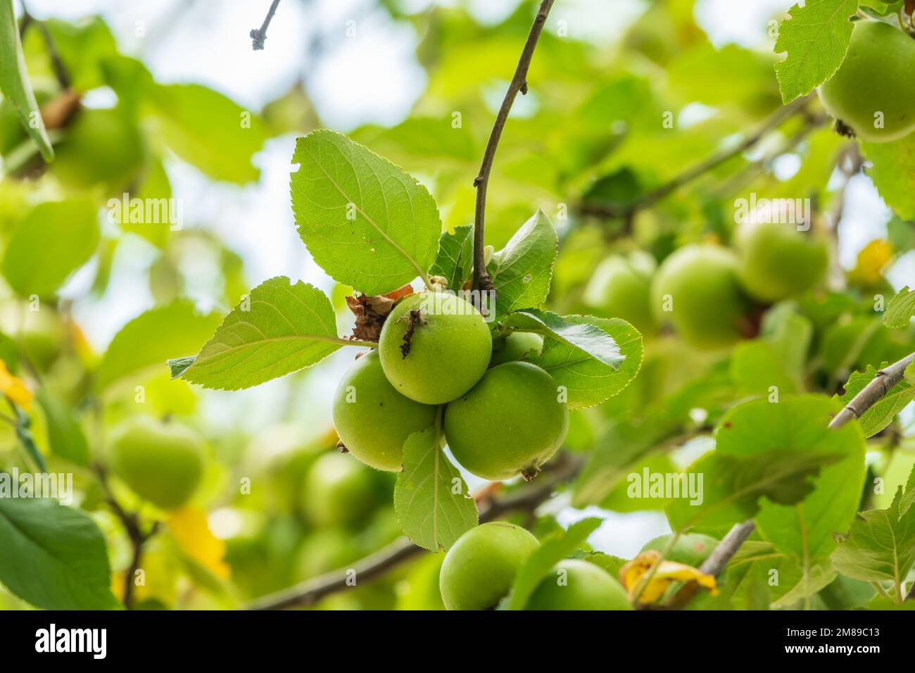 Yellow wild apples ripen on a branch. The Fruit Harvest. Autumn. Soft ...