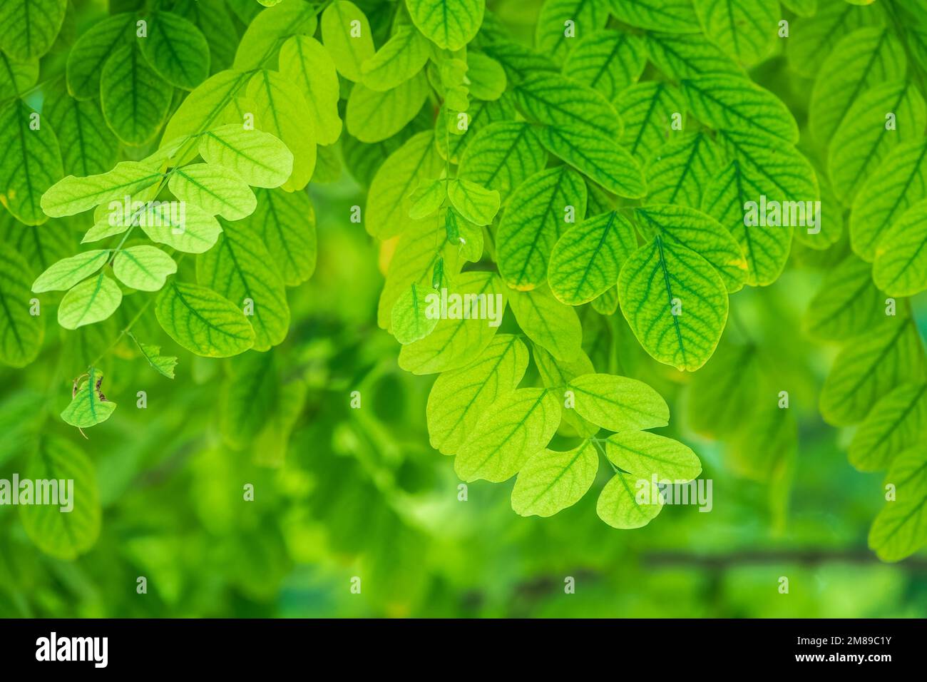 Acacia leaves in summer sunshine. Young green leaves of acacia tree ...