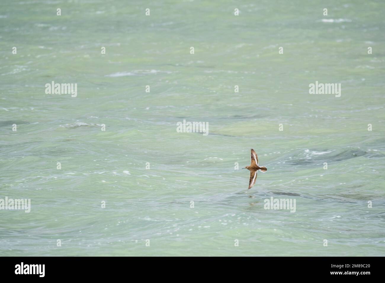 Common sandpiper, Actitis hypoleucos, flying over lake water. The ...