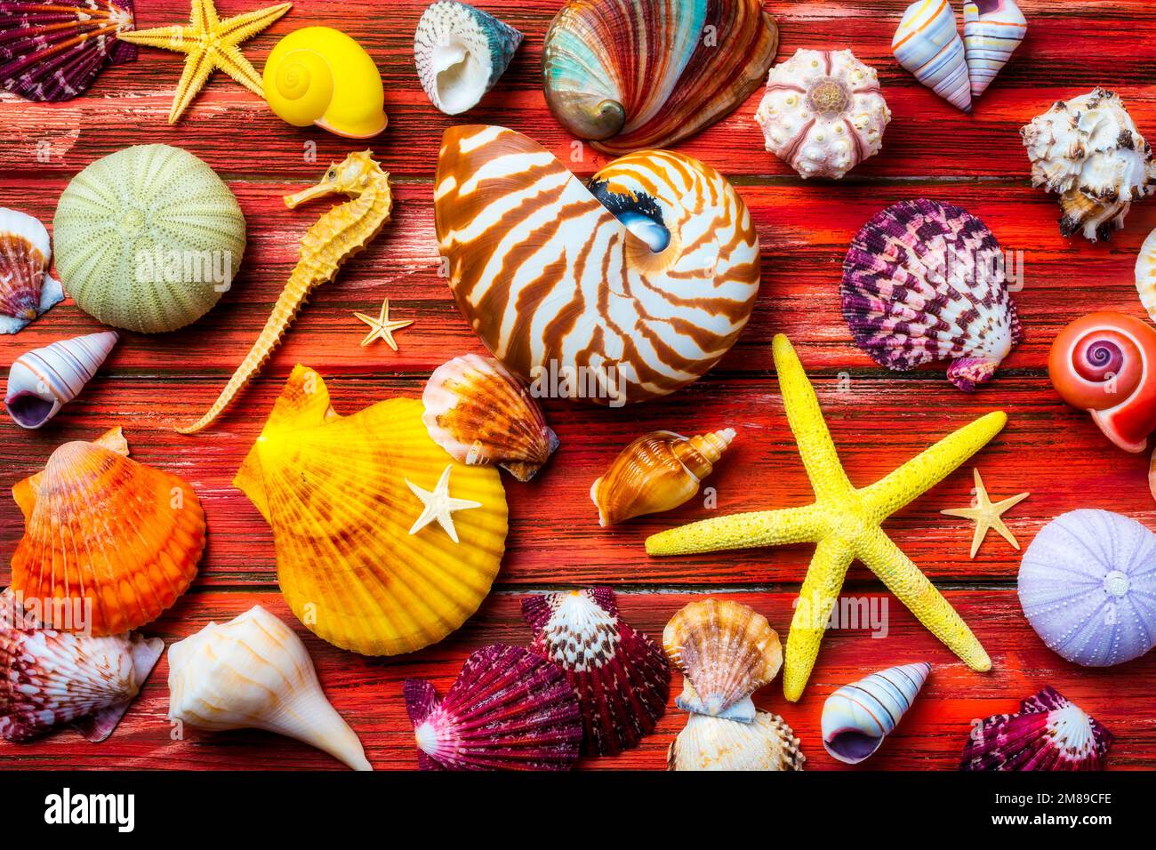 Colorful seashells hi-res stock photography and images - Alamy