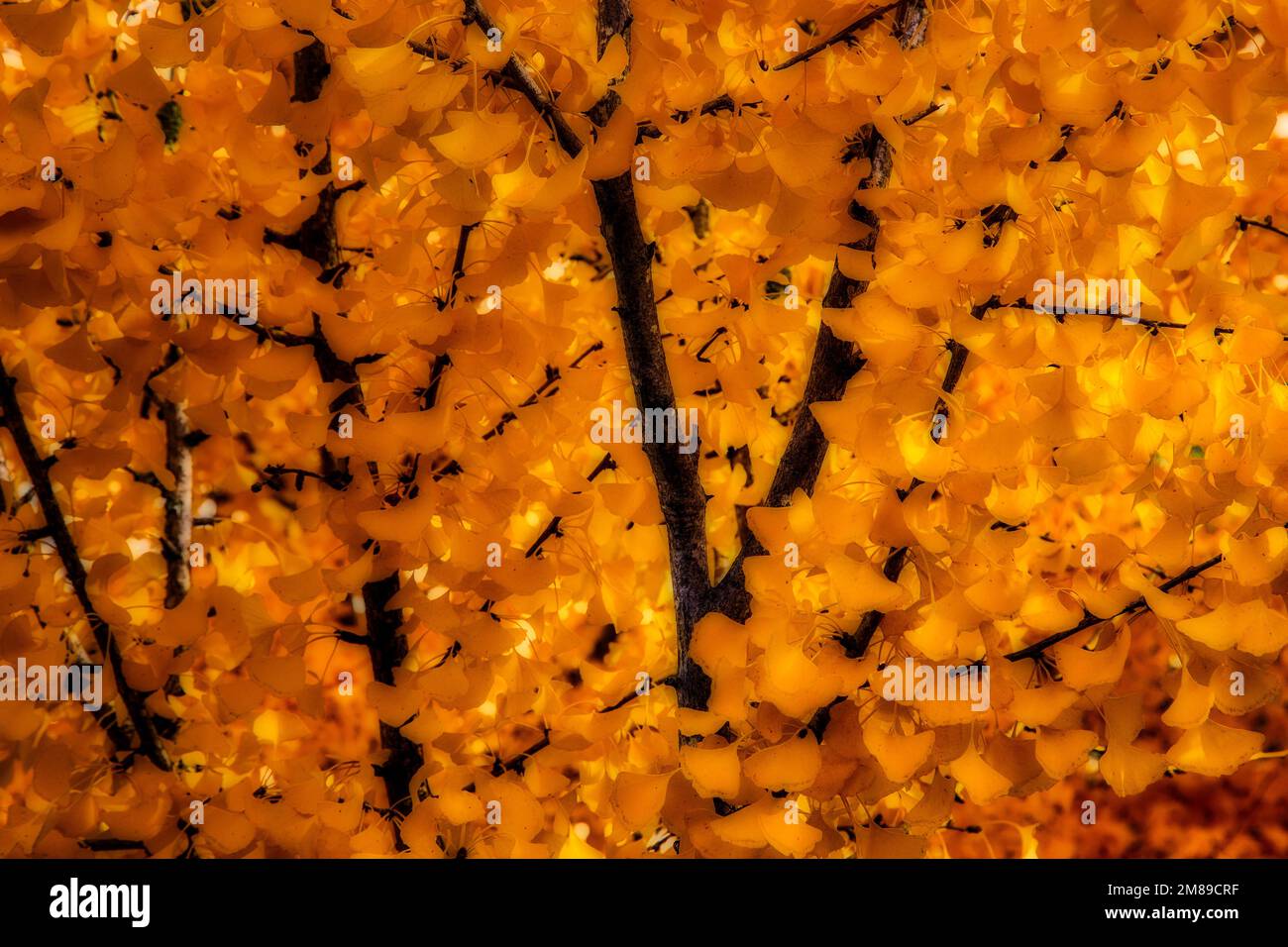 Fall Ginko Trees Stock Photo - Alamy