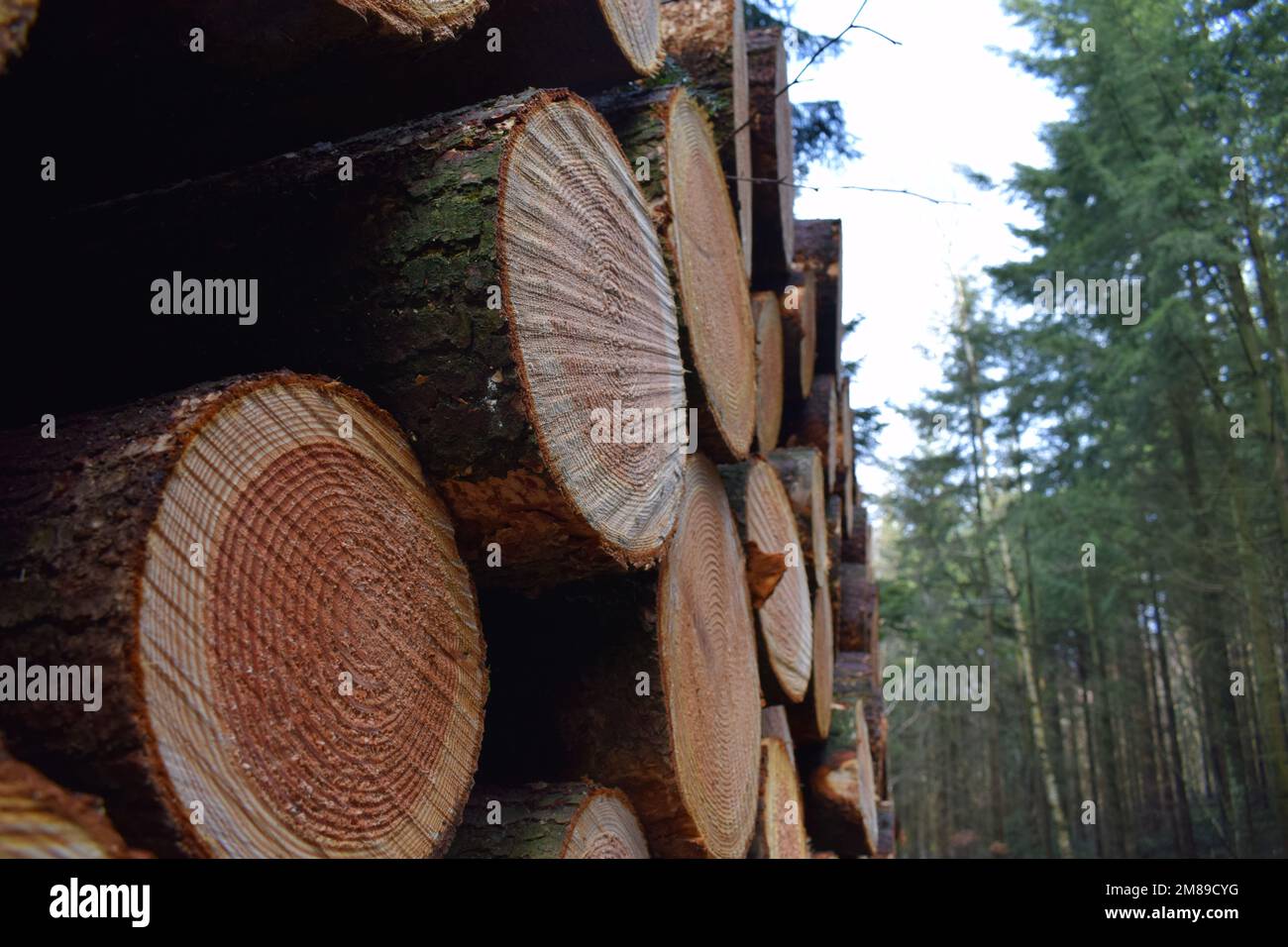 A close-up shot of stacked tree logs in front of a forest - the concept ...